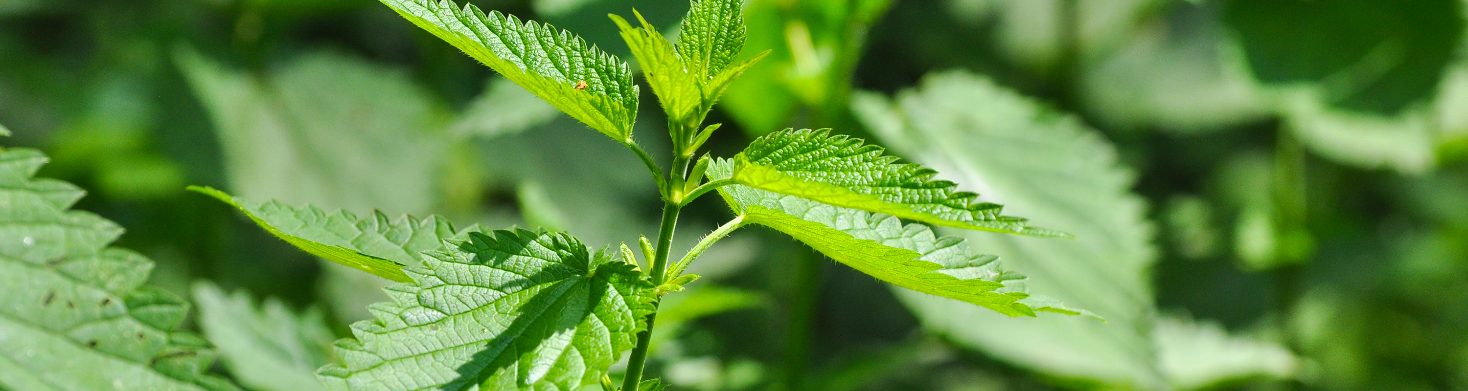 Brennesle - Apotek 1