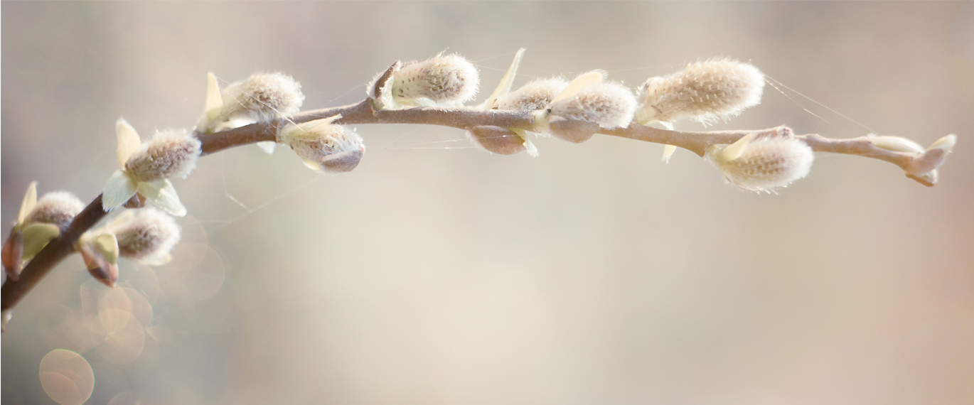 Pollenallergi mot salix - Apotek 1