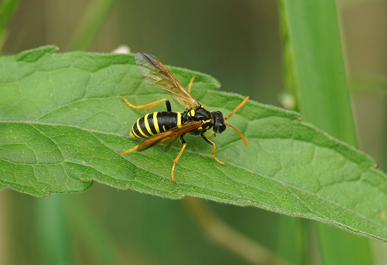 Behandling av myggstikk - Apotek 1