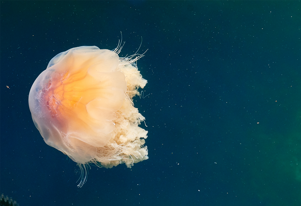 Brennesle - Apotek 1