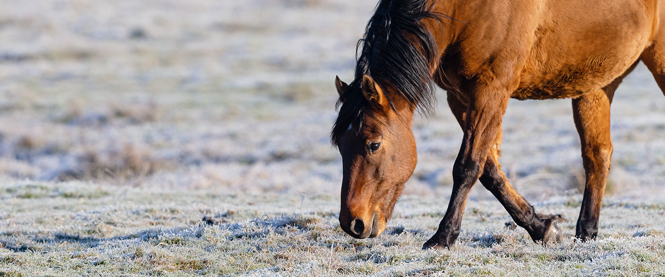 Magesår hos hest - Apotek 1