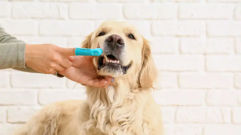 How to Tell if Your Dog Is Sick: 11 Common Symptoms | AKC Pet Insurance
