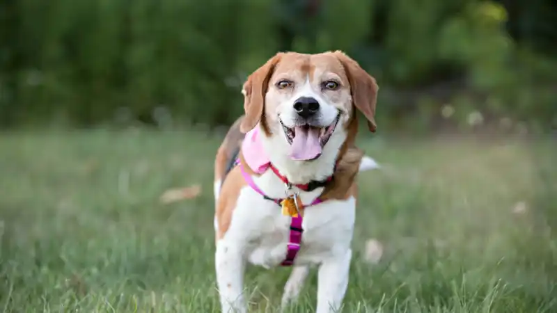 Pet Insurance and What It Covers | AKC Pet Insurance