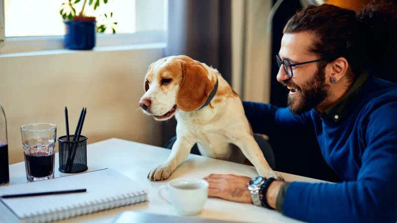 How Important Are Pets in the Office for a Successful Return?