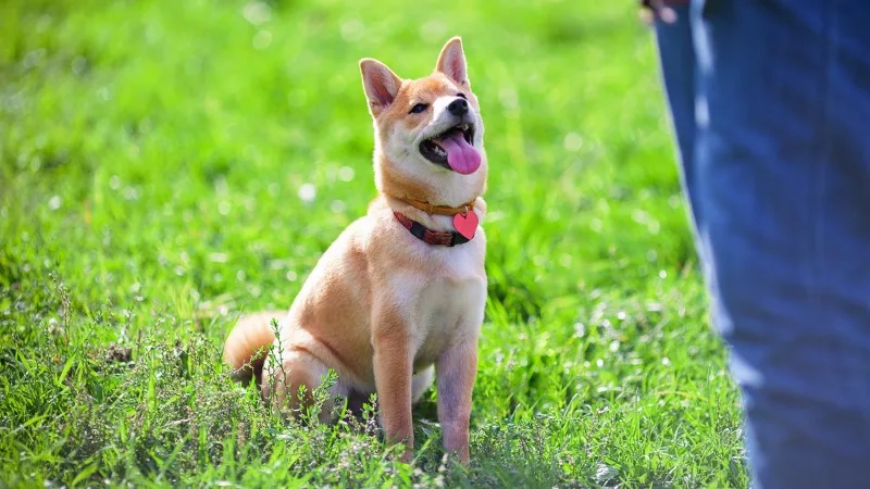 Teach Your Dog to Walk Backwards & Sideways | AKC Pet Insurance