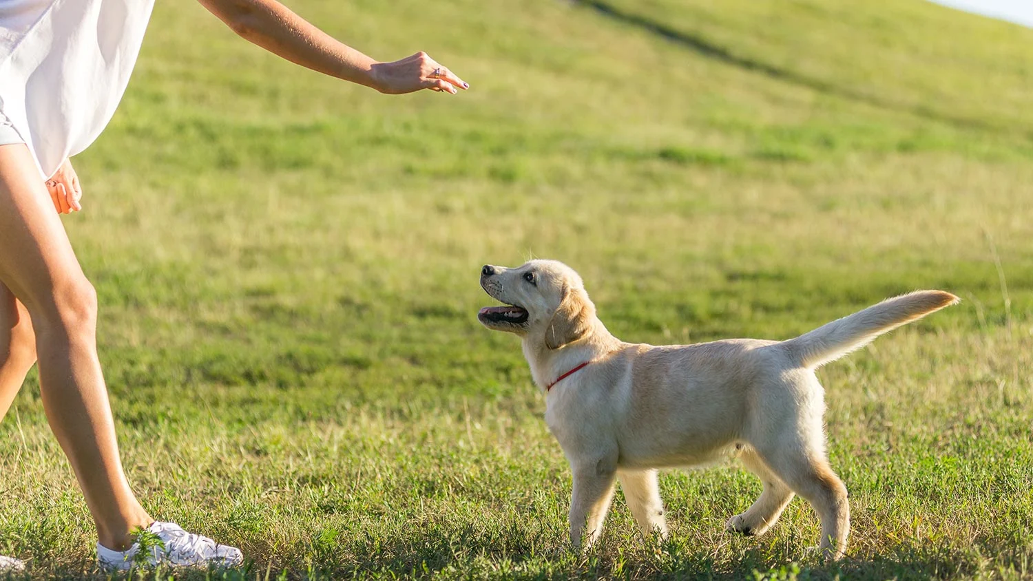 Teach Your Dog: Sphinx, Play Bow, Nose Touch