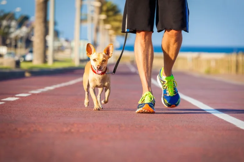 6 Tips for Running with Your Dog