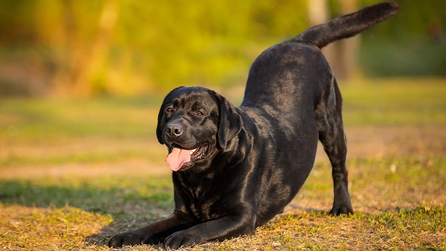 5 Reasons to Practice Fitness with Fido