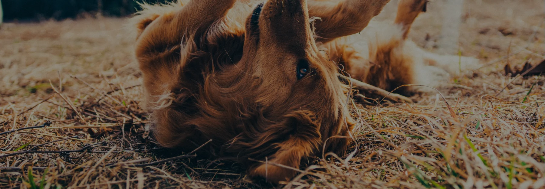 Compare Pet Insurance Plans | AKC Pet Insurance