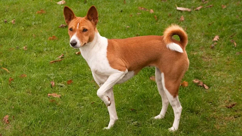 Why Is My Dog Limping? Injuries & Genetics | AKC Pet Insurance