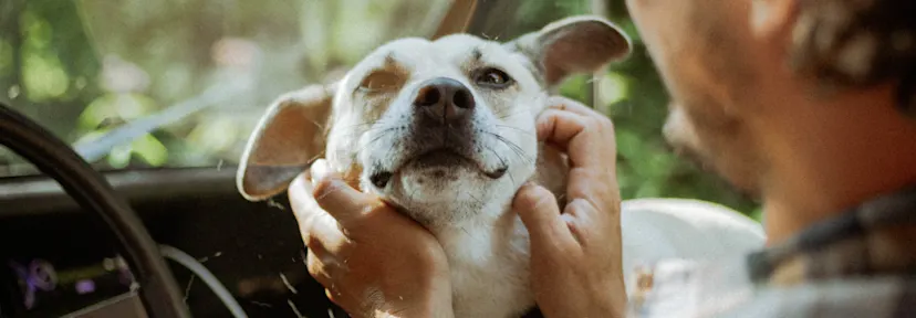 Dog Insurance: Puppy & Adult Dog Coverage | AKC Pet Insurance