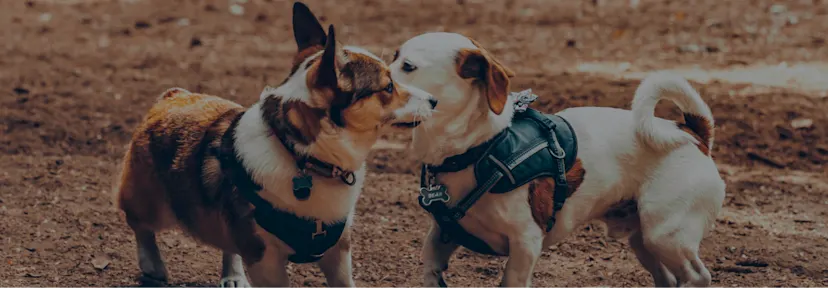 How Does Pet Insurance Work? Frequently Asked Questions | AKC Pet Insurance