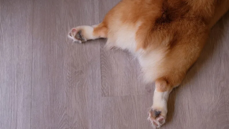 Why is My Dog Farting So Much? Stop Dog Farts | AKC Pet Insurance