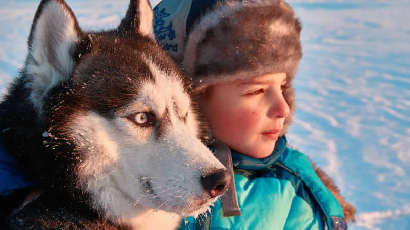 Keep Your Pets Warm This Winter | AKC Pet Insurance