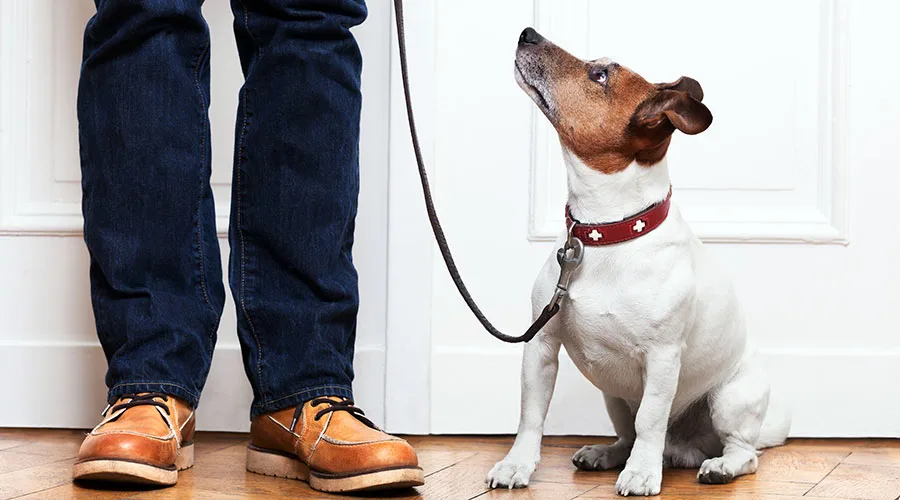 Canine Door Etiquette