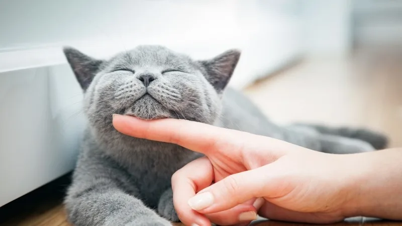 Are Hairballs a Symptom of a Health Problem in Cats?