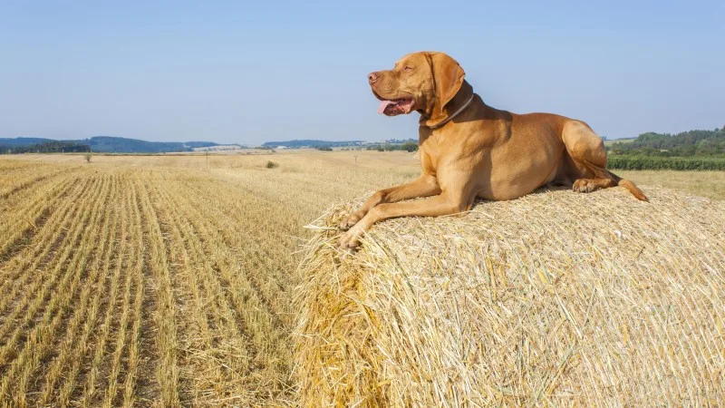Farm Dog Training & Safety | AKC Pet Insurance