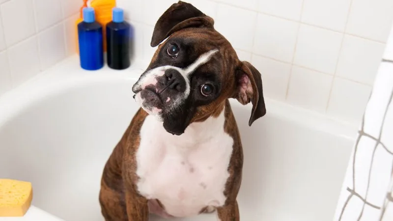 How to Bathe a Dog That Hates Baths | AKC Pet Insurance