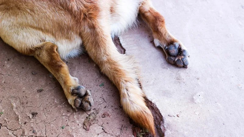 Sprained Dog Tail: Cold Tail Syndrome in Dogs | AKC Pet Insurance