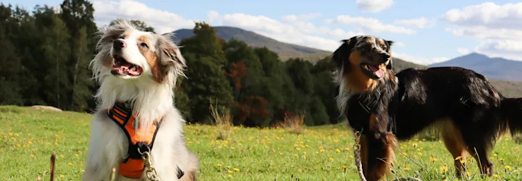 Why Choose AKC Pet Insurance | Pet Health Insurance