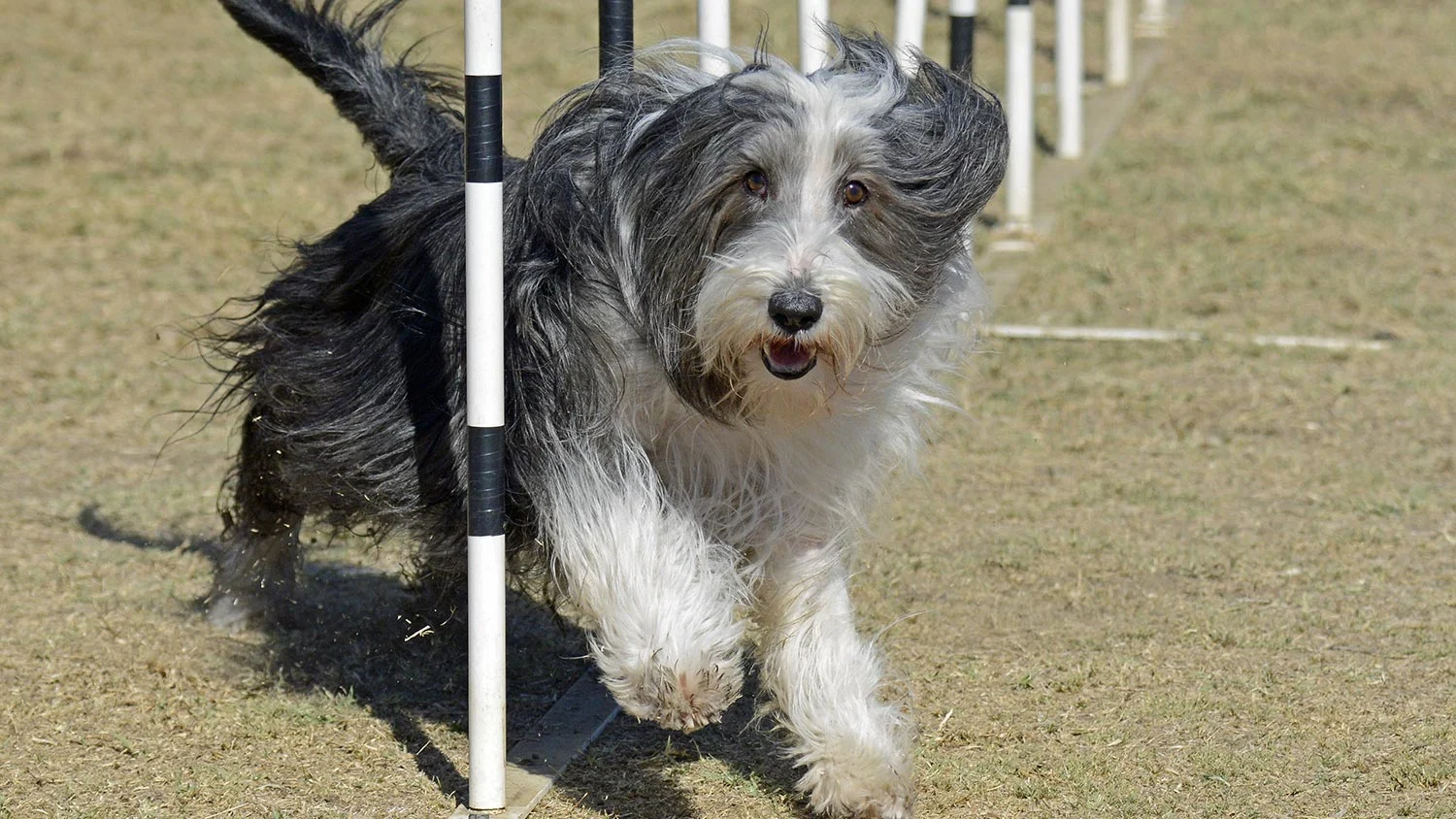 Agility Training for Your Dog | AKC Pet Insurance
