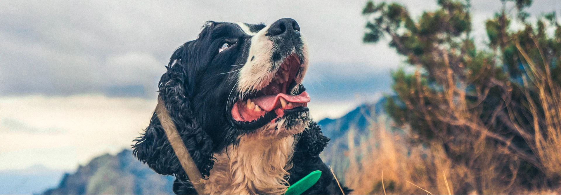 AKC Pet Insurance | Health Insurance for Dogs and Cats