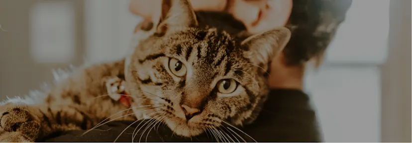 Cat Insurance: Kitten & Adult Cat Coverage | AKC Pet Insurance