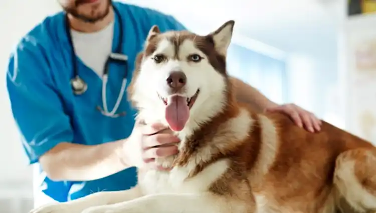 Understanding Pet Insurance: Pre-Existing Conditions | AKC Pet Insurance