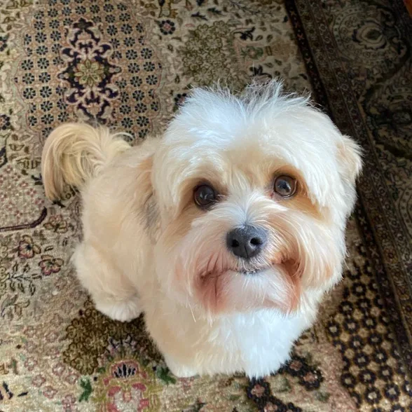 Why Choose AKC Pet Insurance | Pet Health Insurance