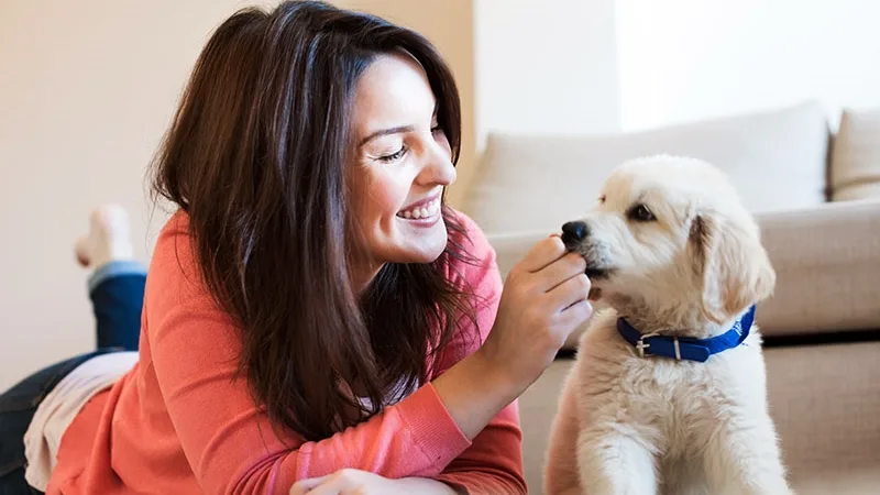 Pet Sitting Tips: Instructions Template | AKC Pet Insurance