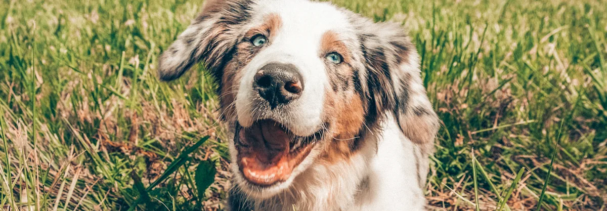 File a Pet Insurance Claim | AKC Pet Insurance