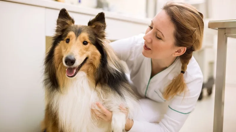 How to Find the Best Vet For Your Pet | AKC Pet Insurance