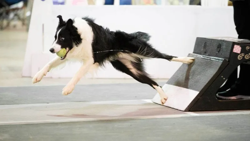 Dog Flyball Is Fun for All!