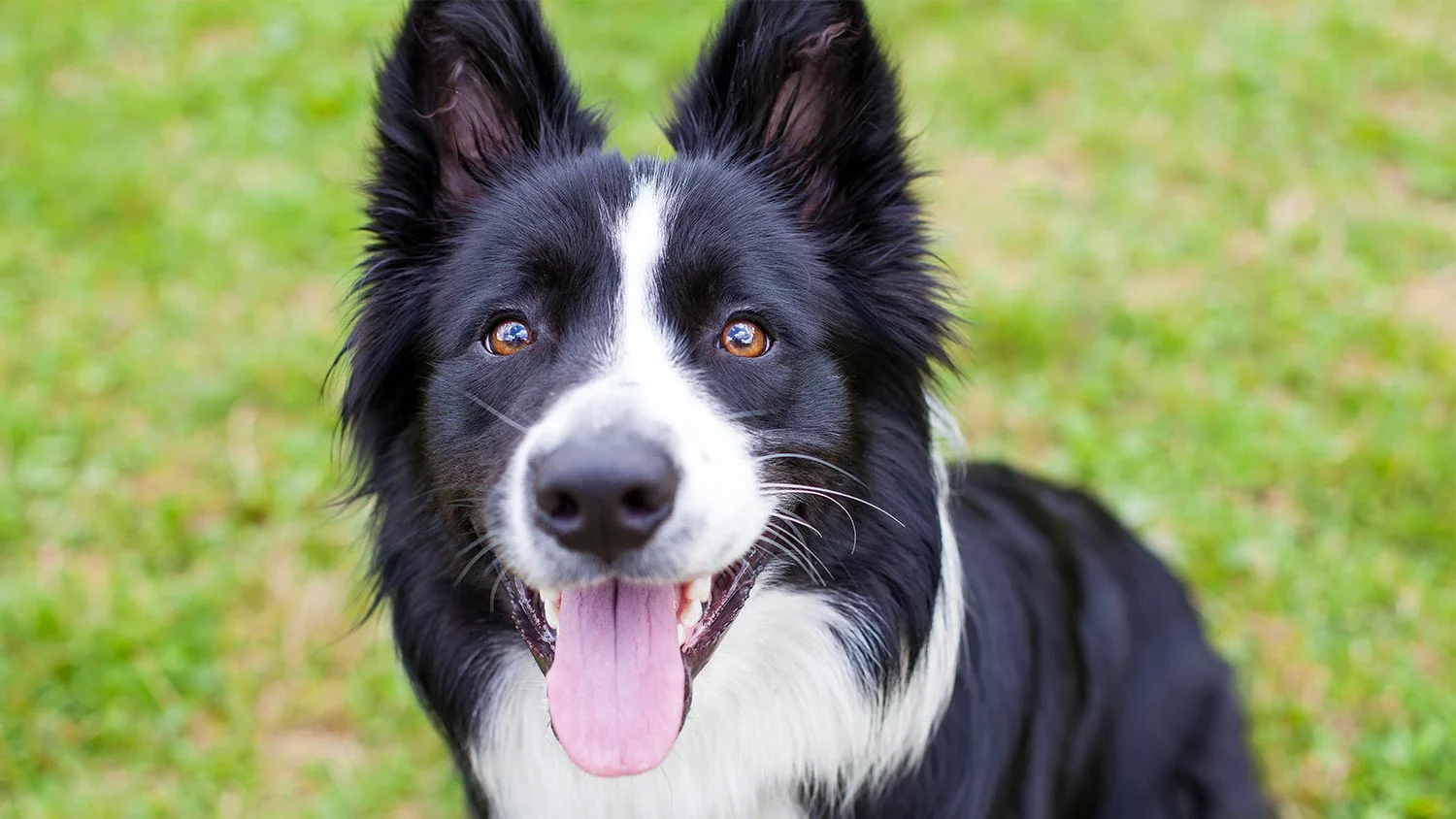 KLIMB™: Platform Training With Your Dog
