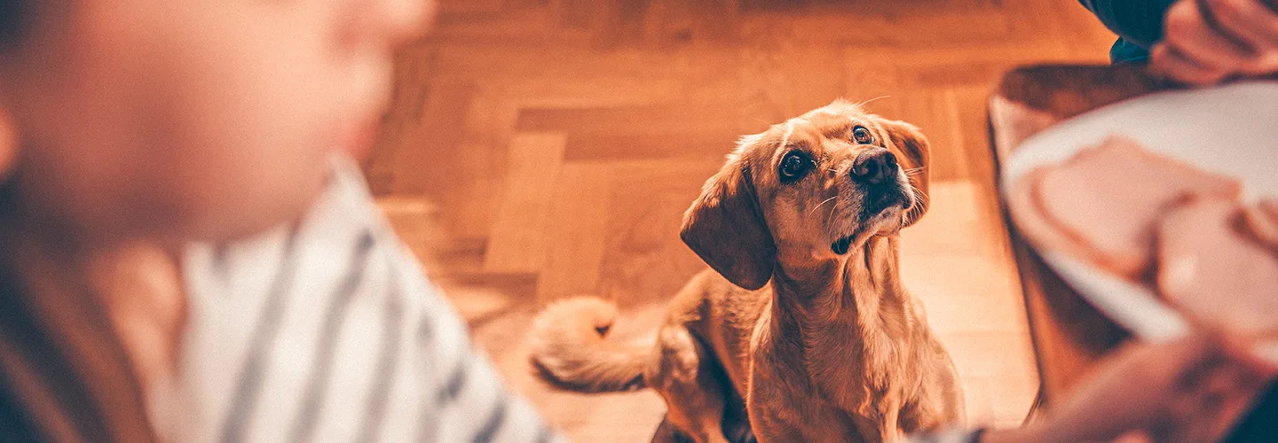 AKC Pet Insurance | Health Insurance for Dogs and Cats