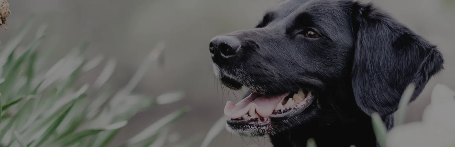 30 Days of Pet Insurance Coverage: Discounts with Registration | AKC ...