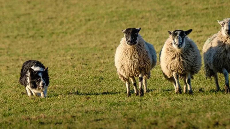 Many Breeds Can Compete in Herding