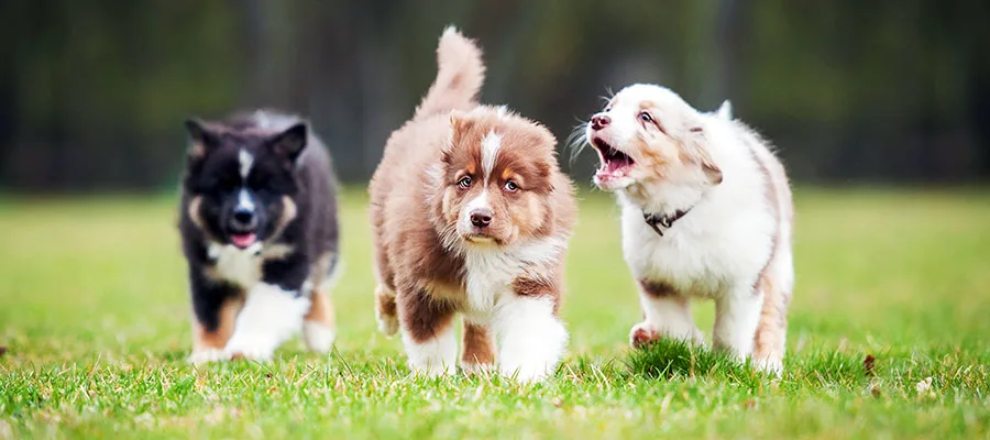 Safely Socializing Your Puppy