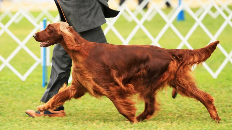 What to Expect at an AKC Dog Show | AKC Pet Insurance