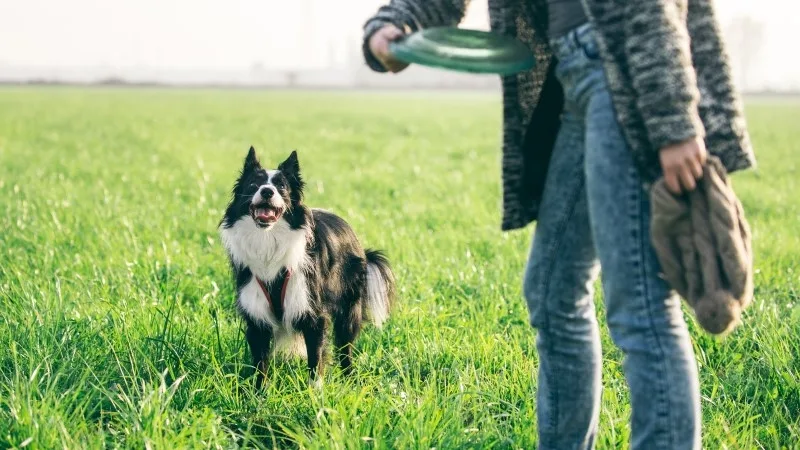 The 9 Best YouTube Channels About Dog & Cat Health | AKC Pet Insurance