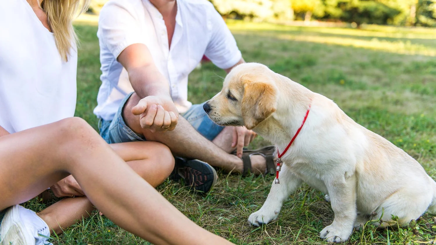 Tips on Socializing Your New Puppy
