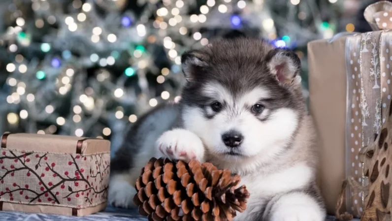 Handling Post Christmas Puppy Depression | AKC Pet Insurance
