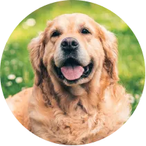 AKC Pet Insurance | Health Insurance for Dogs and Cats