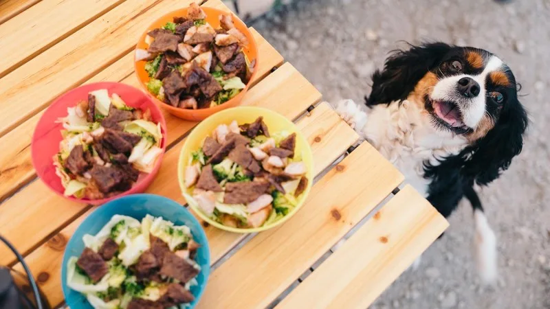 Cooking for Your Dog | AKC Pet Insurance