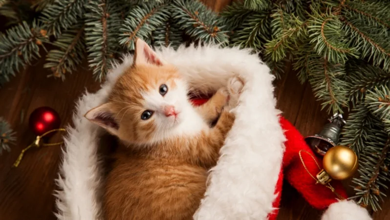 7 Ways to Keep Your New Christmas Kitten Healthy