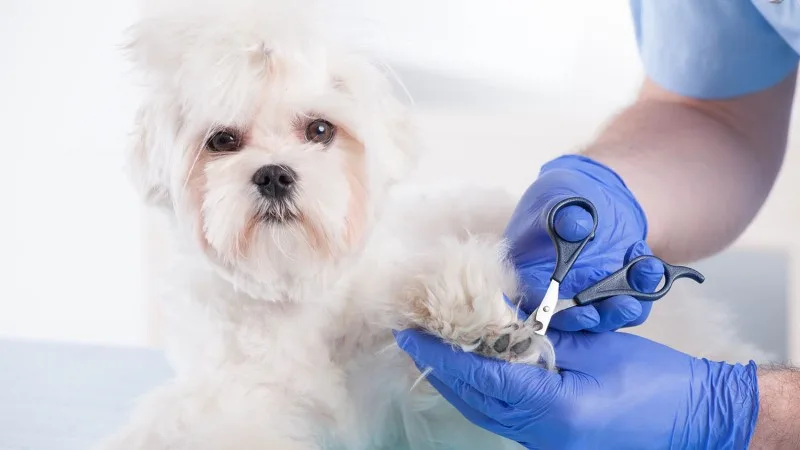 How to Clip Dog Nails: A Step-by-Step Guide