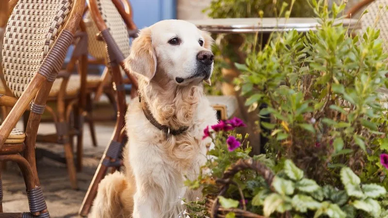 Prevent Your Pet From Being Stolen | AKC Pet Insurance