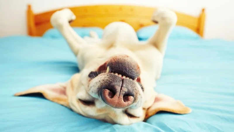 How to Tell if Your Dog Is Sick: 11 Common Symptoms | AKC Pet Insurance