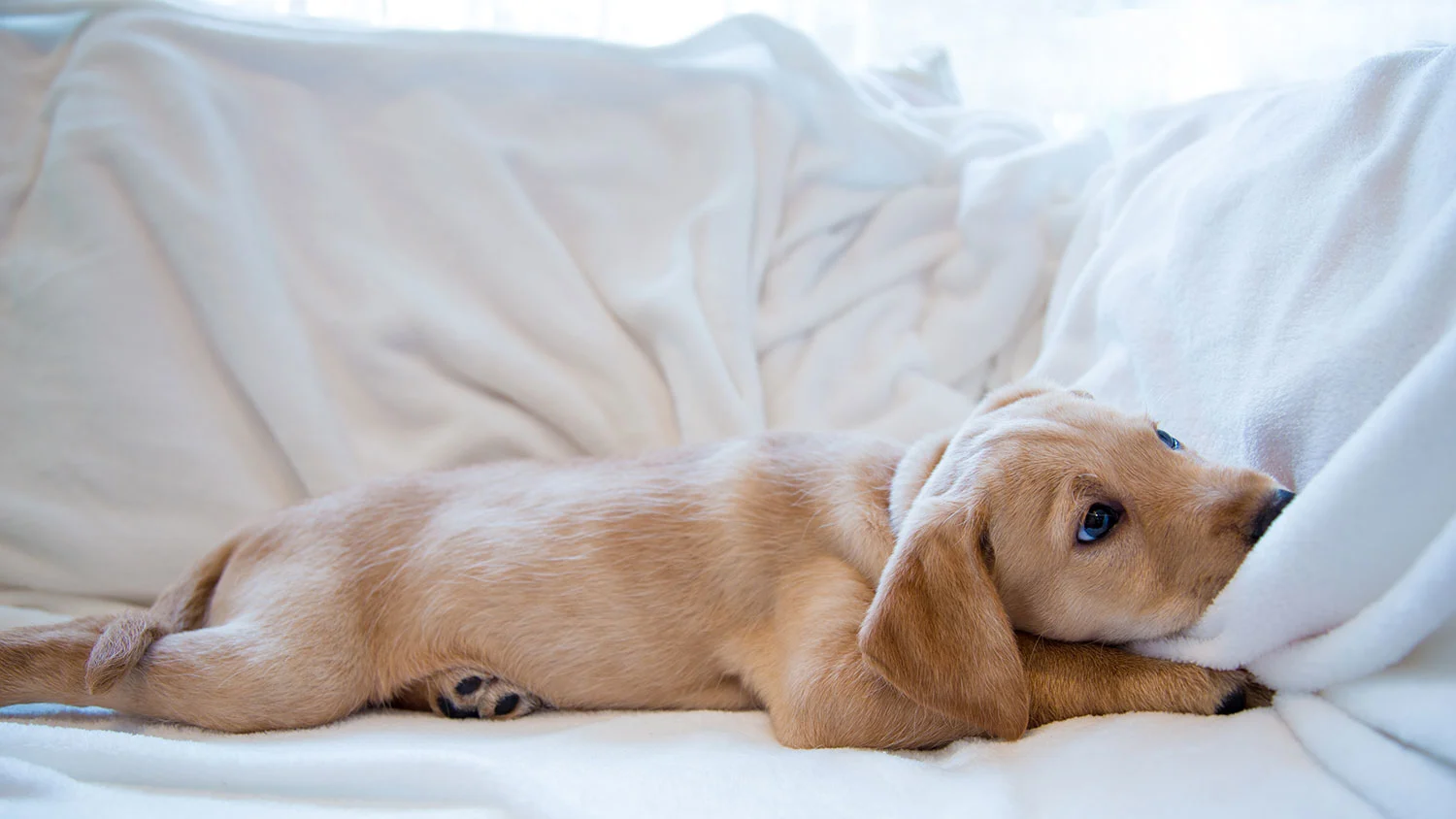 Is My Dog Suffering from Anxiety?