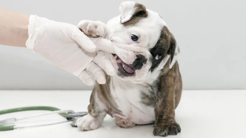 Puppy's First Vet Visit | AKC Pet Insurance